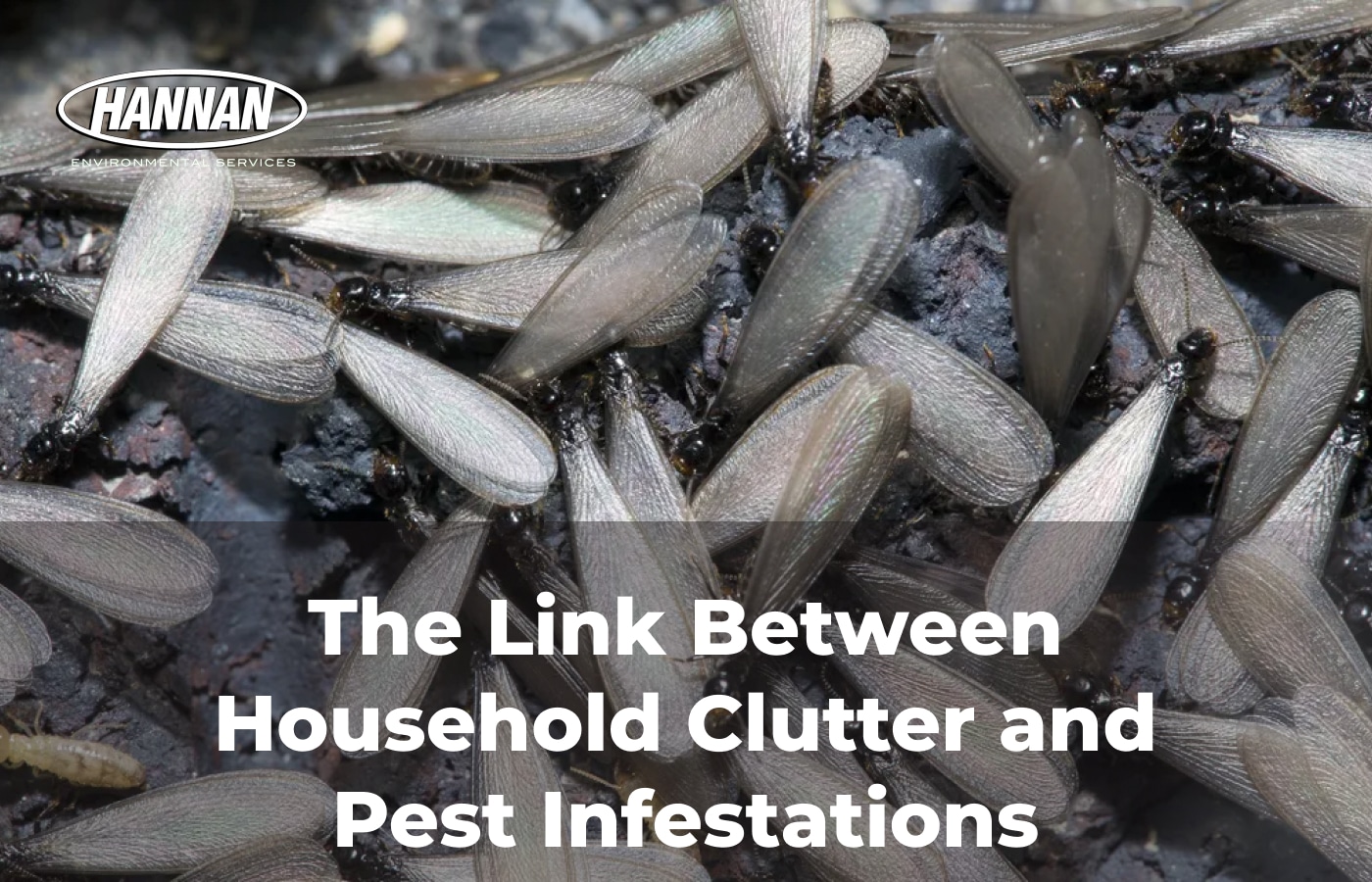 The Link Between Household Clutter and Pest Infestations - Hannan ...